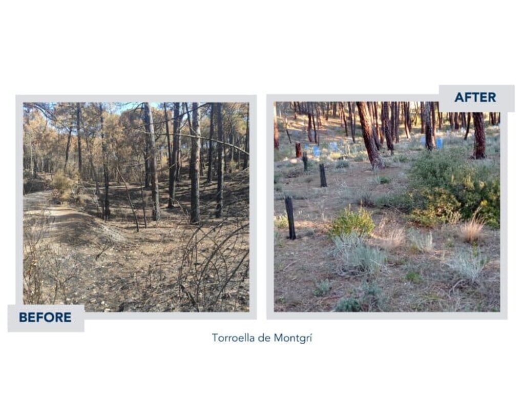 REFORESTATION PROJECT - Coatresa